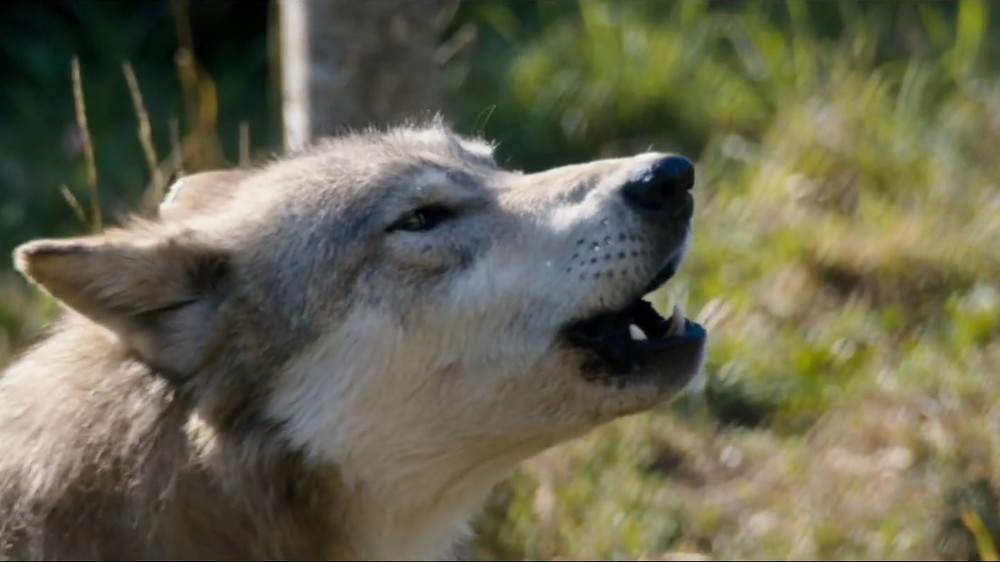 Misha and the Wolves - Clip 1 [en] - Cineuropa