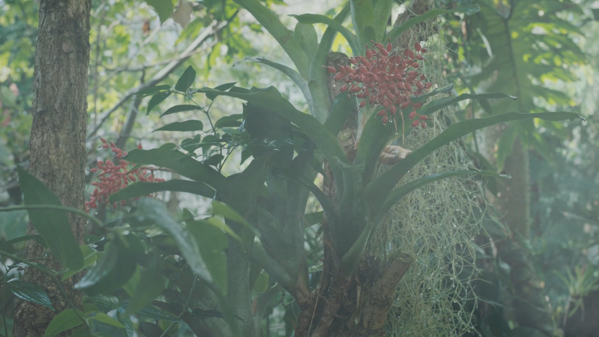 Bestiaries, Herbaria, Lapidaries - Trailer [it] - Cineuropa