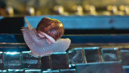 Of Snails and Men - Cineuropa