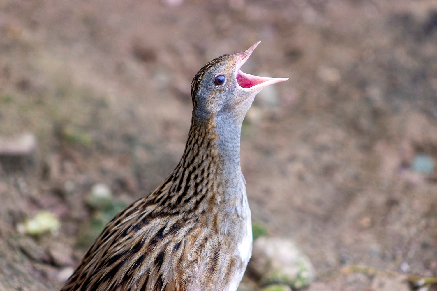 Answering the Call - Cineuropa