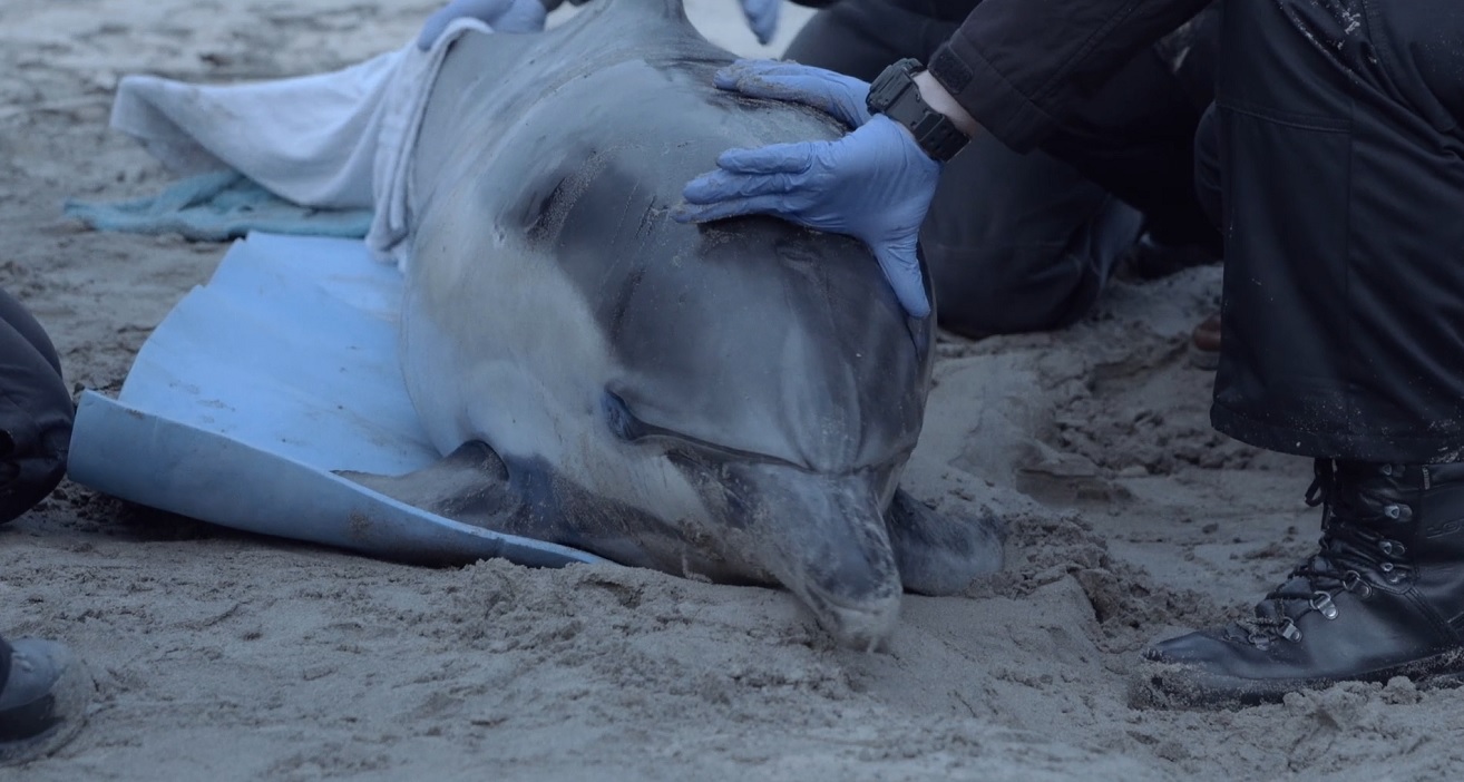 EXCLUSIVE: Trailer for Berlinale Generation title From the Wild Sea - Cineuropa